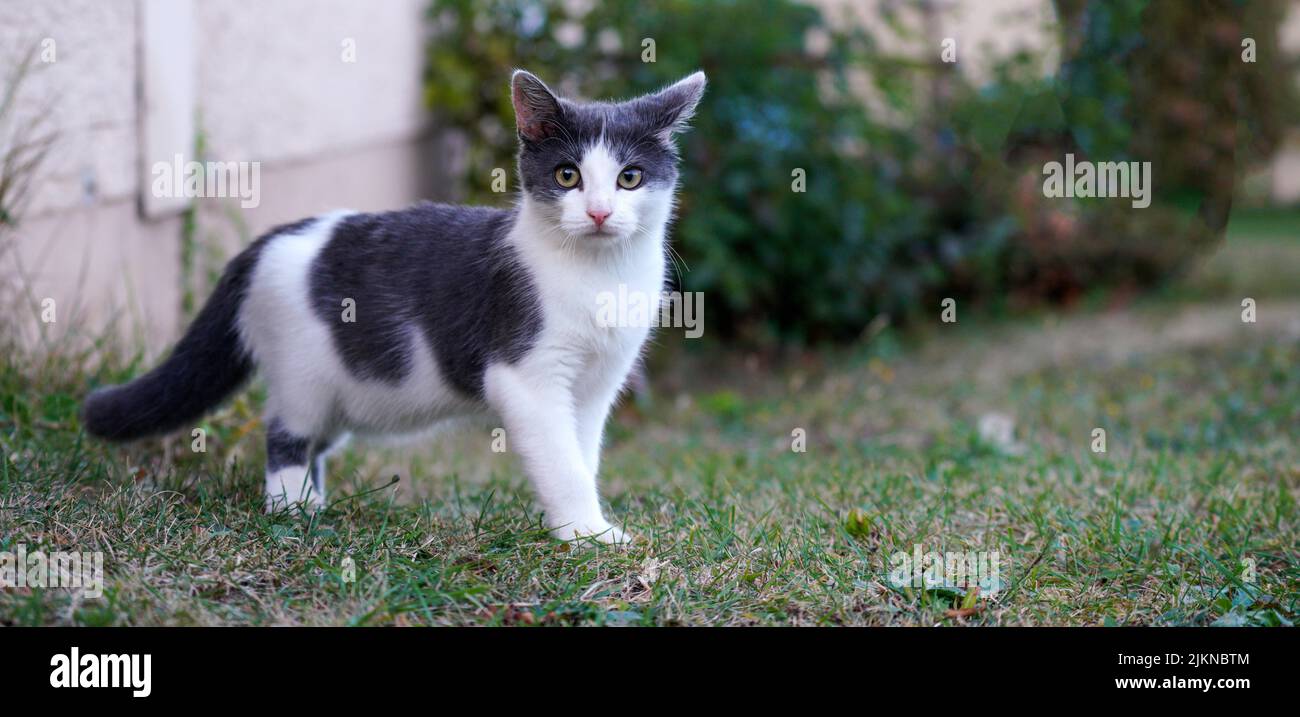 Black and white cat funny hi-res stock photography and images - Alamy
