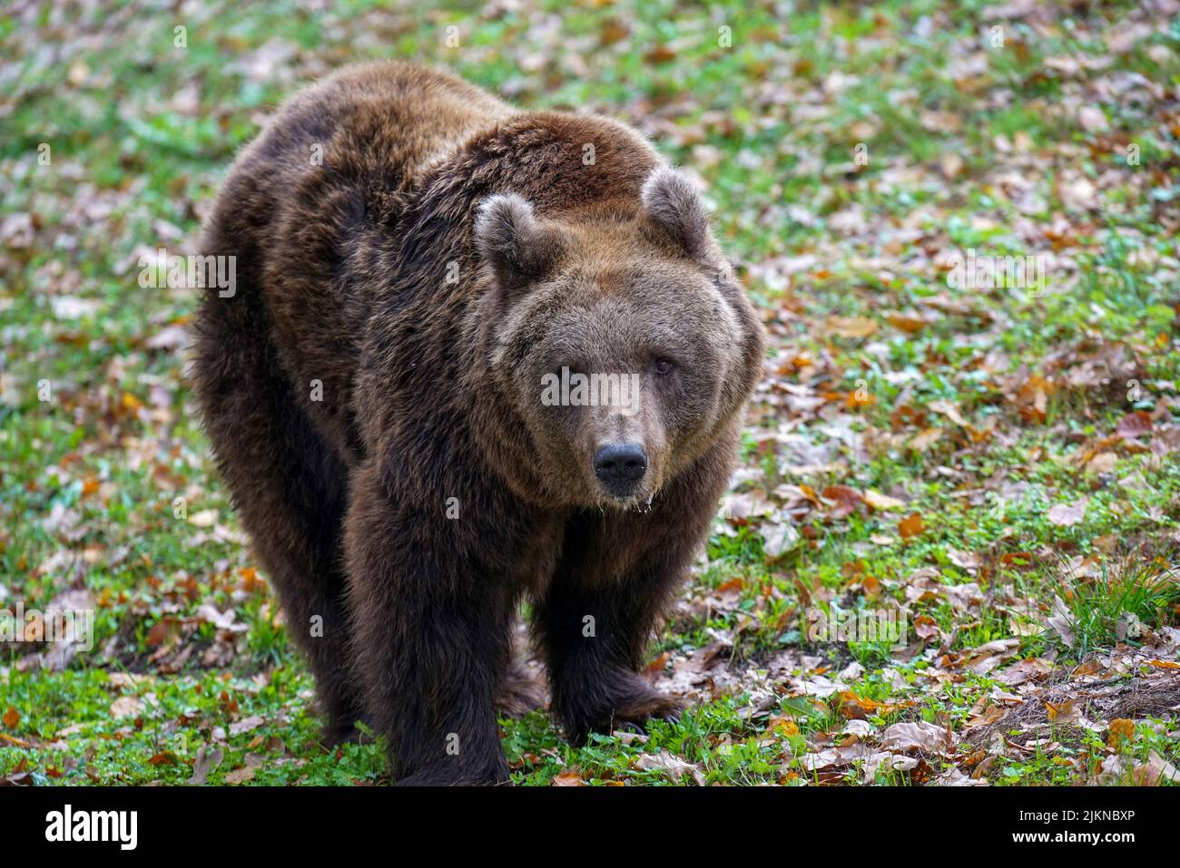A selective of a brown bear in a field Stock Photo - Alamy