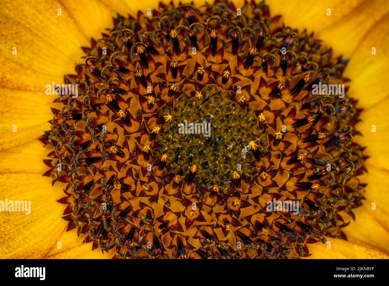 Inside of bloom hi-res stock photography and images - Alamy