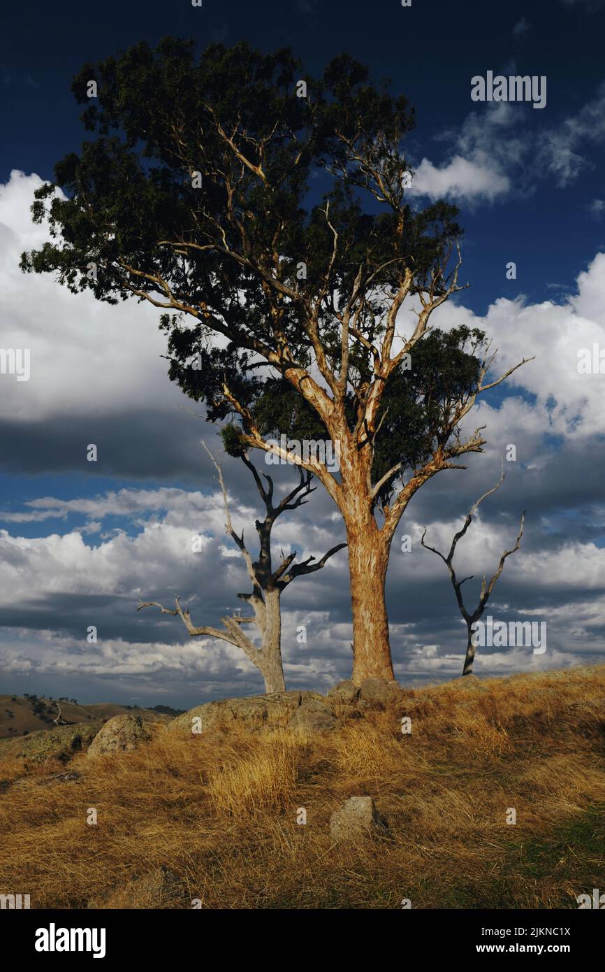 Large trees in beautiful forest hi-res stock photography and images - Alamy
