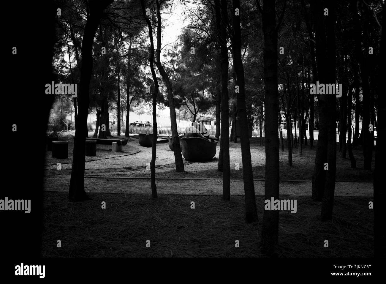 A grayscale of a park with large trees Stock Photo - Alamy