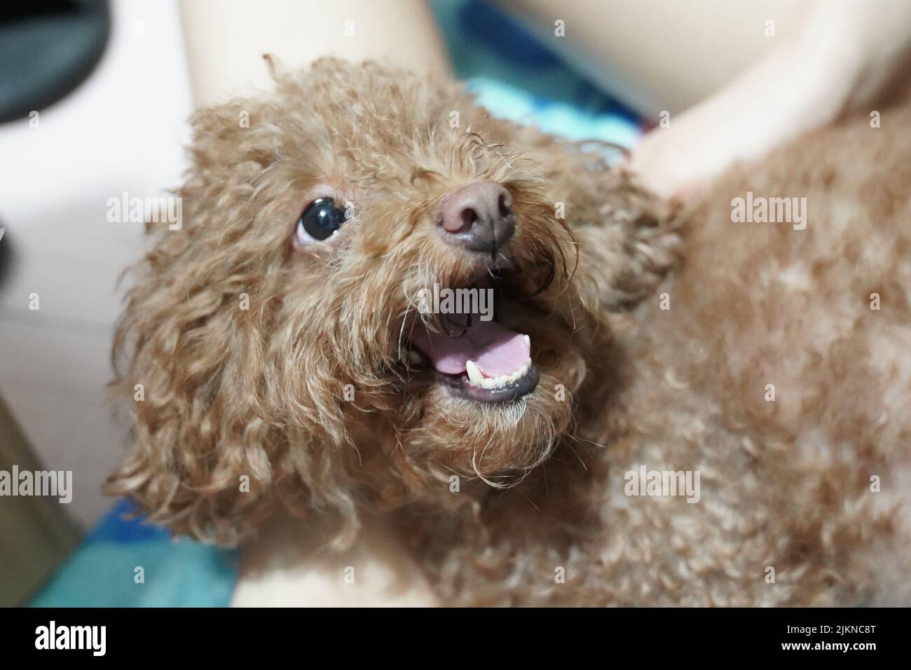 Poodle in a room hi-res stock photography and images - Alamy