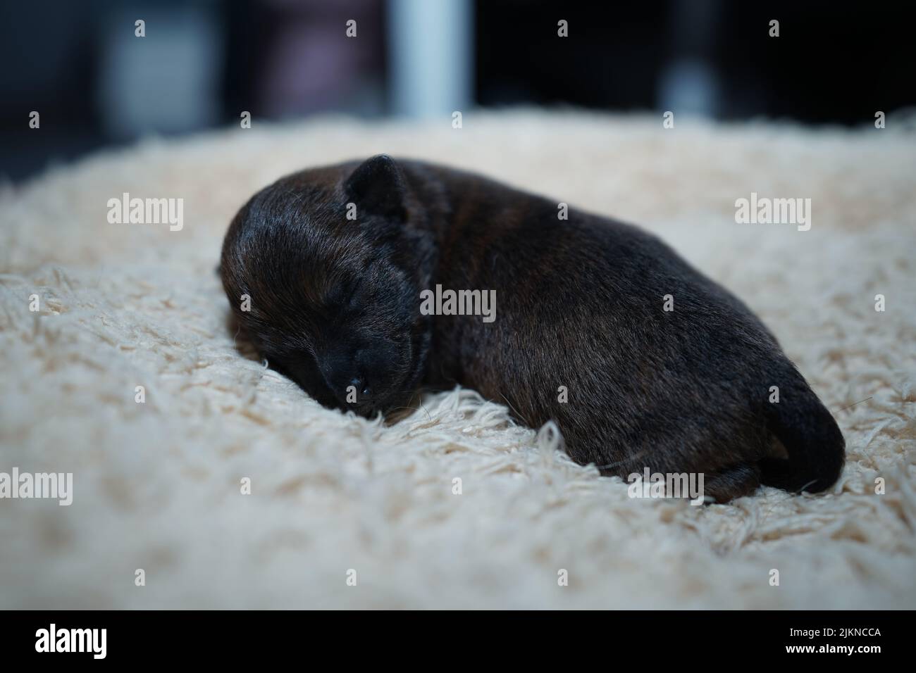 Newborn with dog hi-res stock photography and images - Alamy