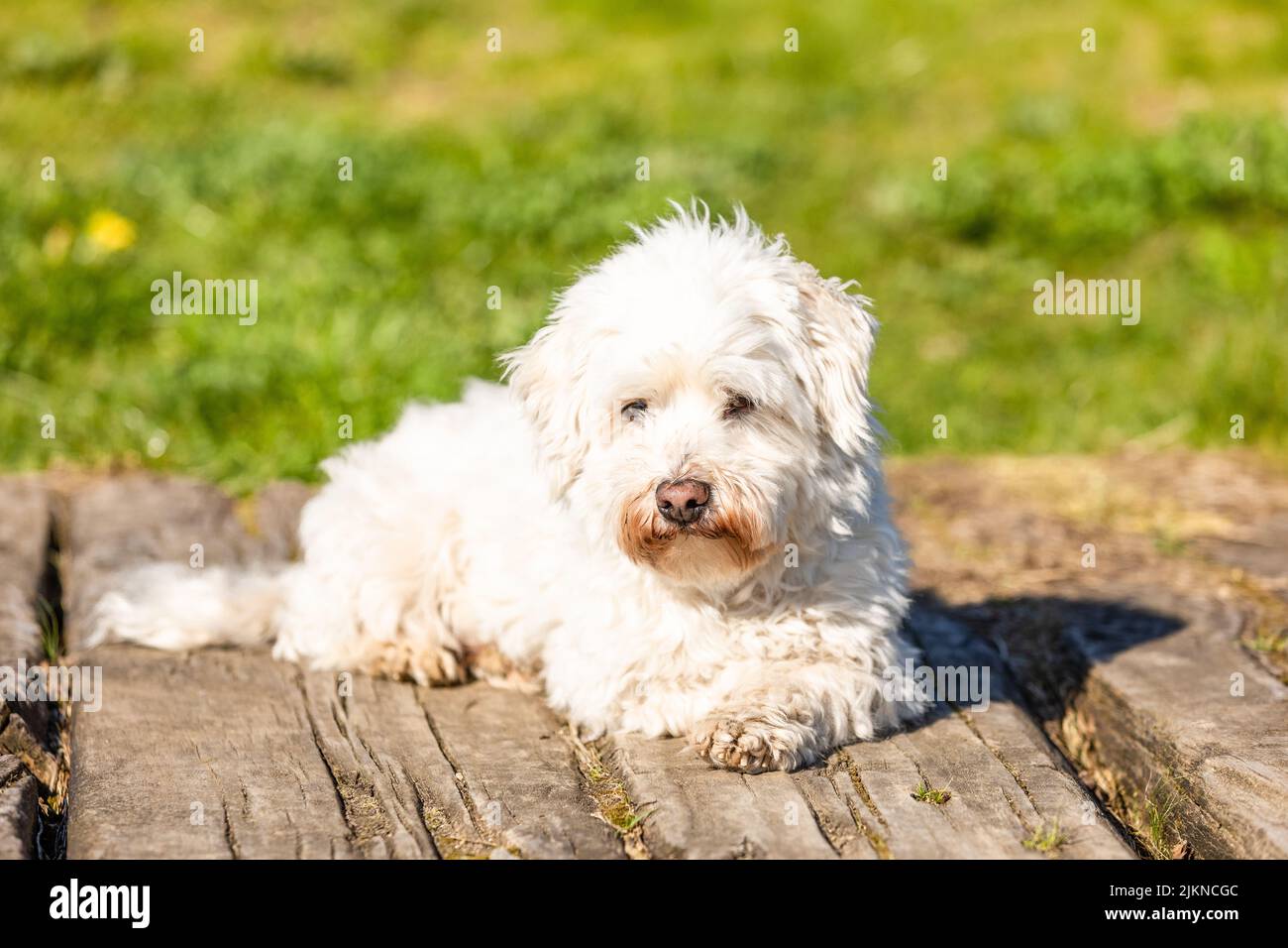 Coton de Tulear dog lying outdoors in the sun Stock Photo - Alamy