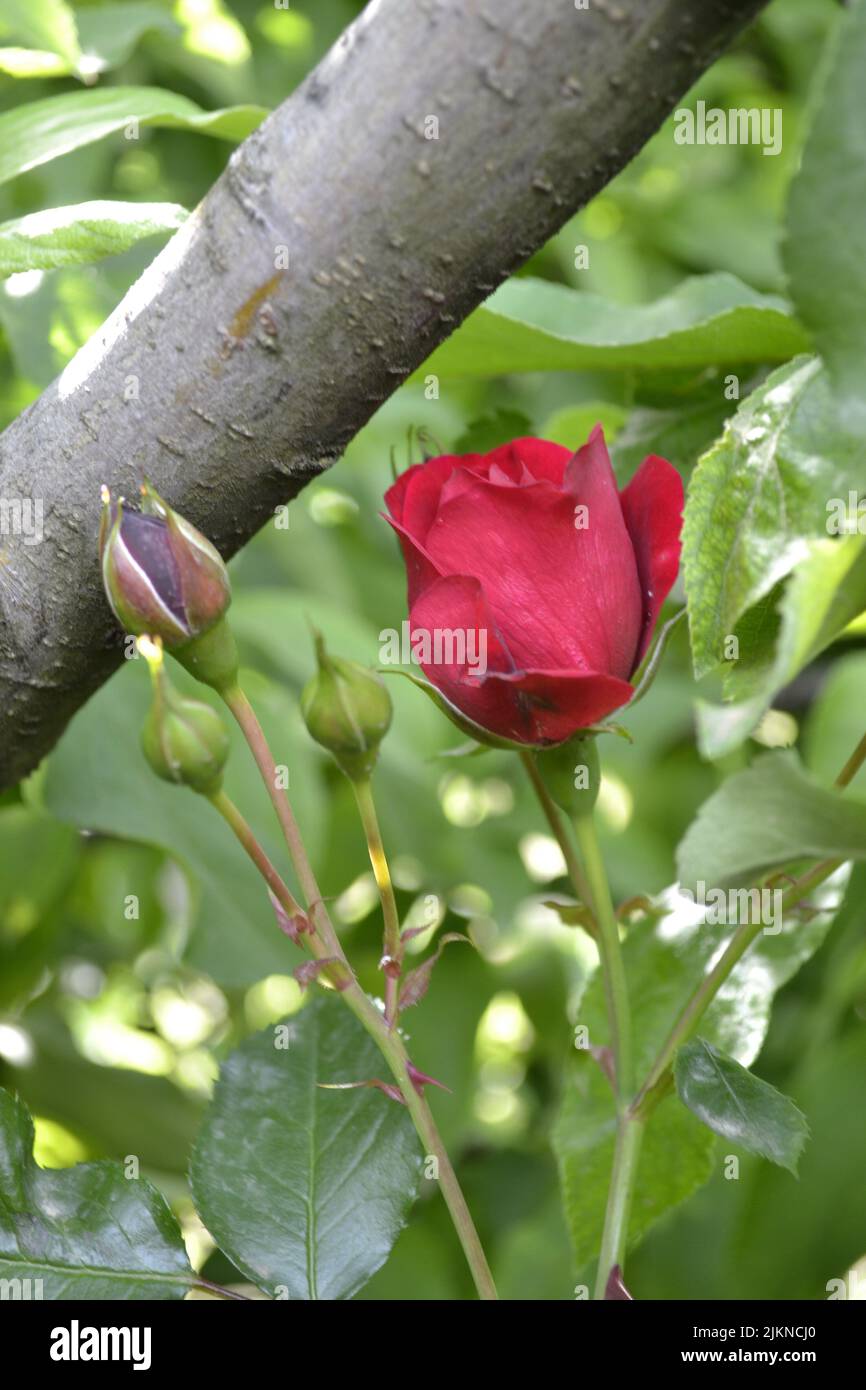 Red rose bud in the garden with green background, close-up Stock Photo ...