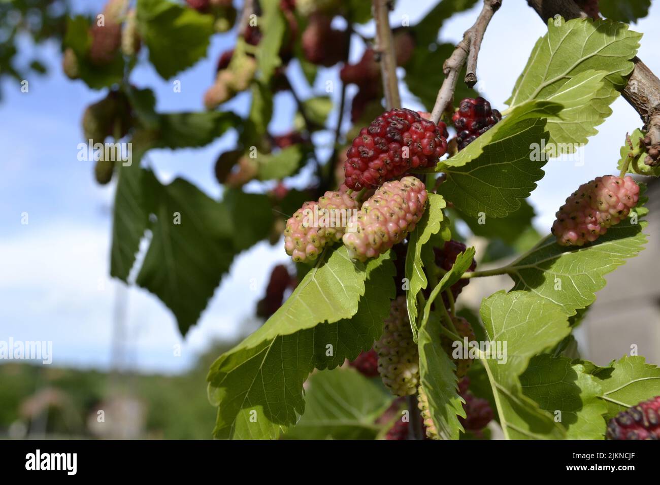 Ripe and green mulberry fruits on a tree branch in the garden. Growing ...