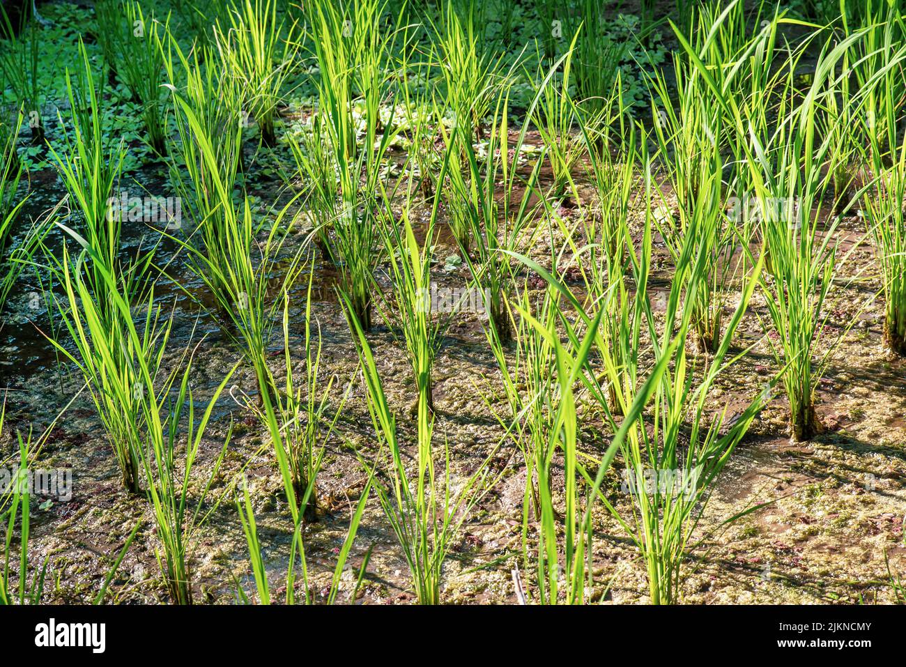 Rice cultivation in Bali Indonesia Stock Photo - Alamy
