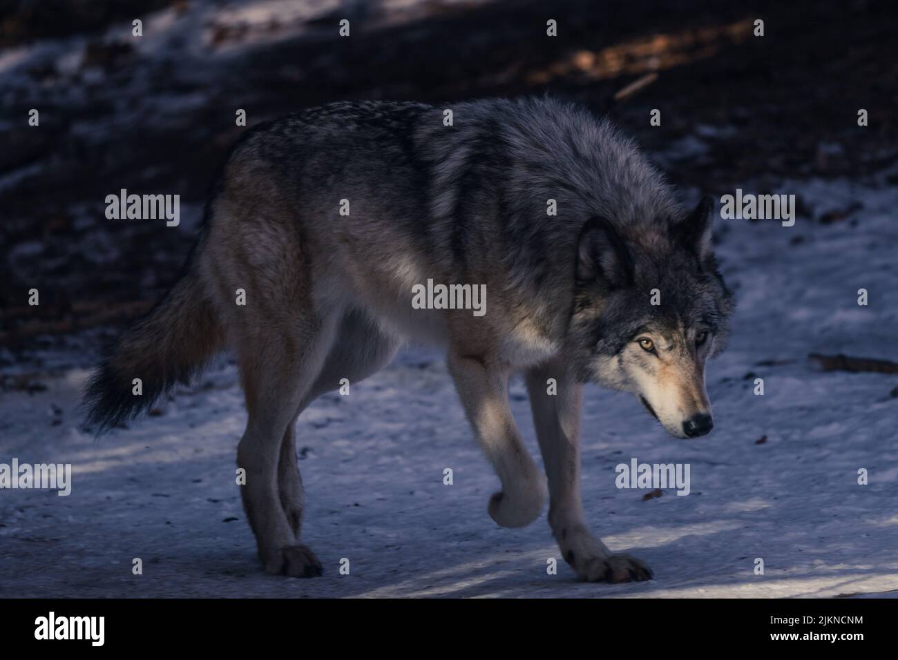 A gray wolf walking in the field on a cold snowy day in winter Stock ...