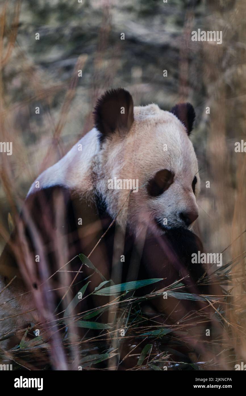 Panda sitting hi-res stock photography and images - Alamy