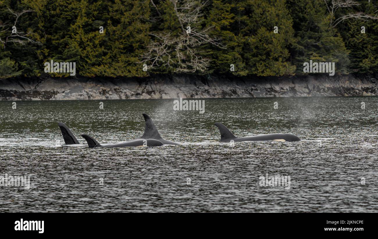 A pod of orcas swimming in high speed in the sea Stock Photo - Alamy