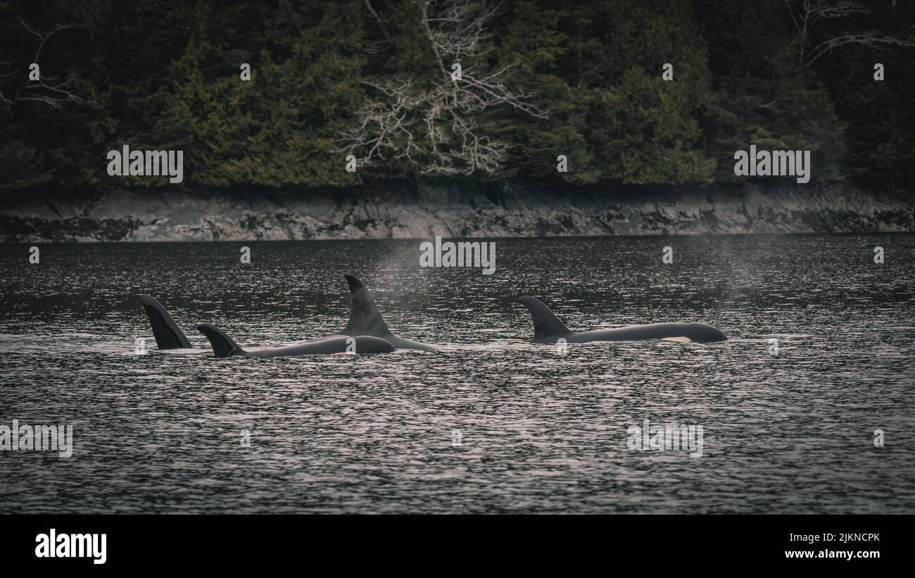 A pod of orcas swimming in high speed in the sea Stock Photo - Alamy