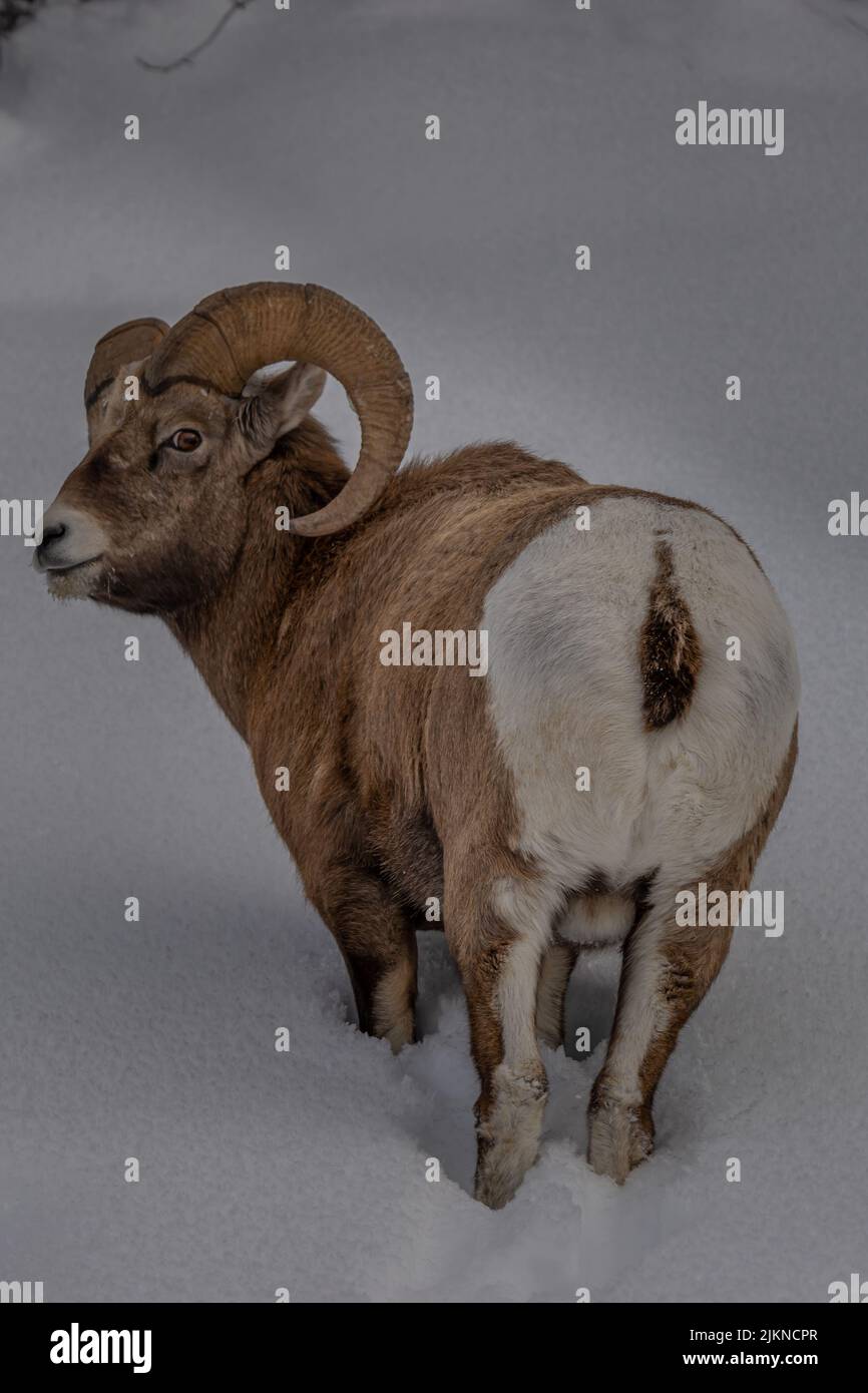 A vertical shot of a brown Argali standing on the snow and looking at ...