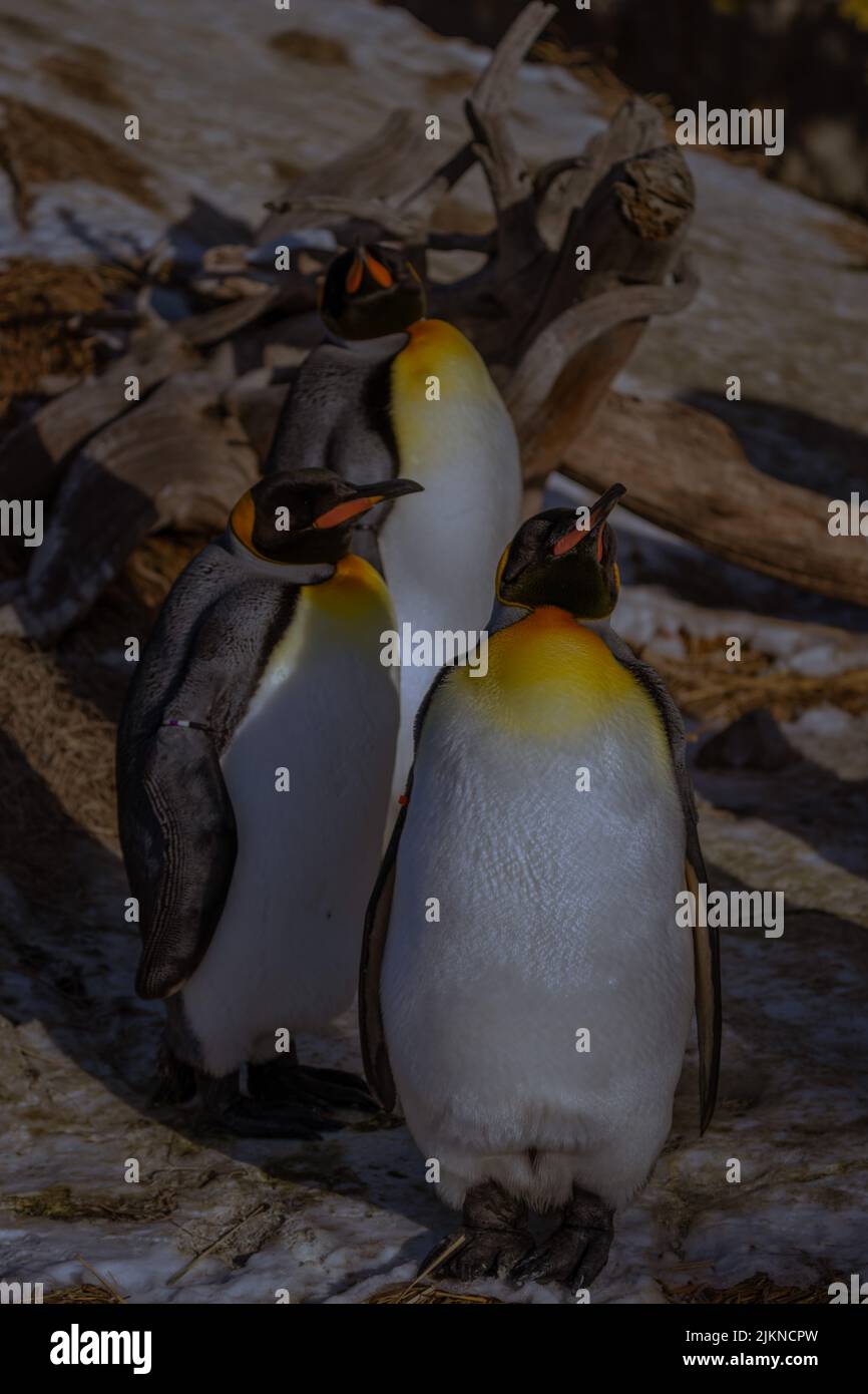 Three cute penguins walking and looking around in their natural habitat ...