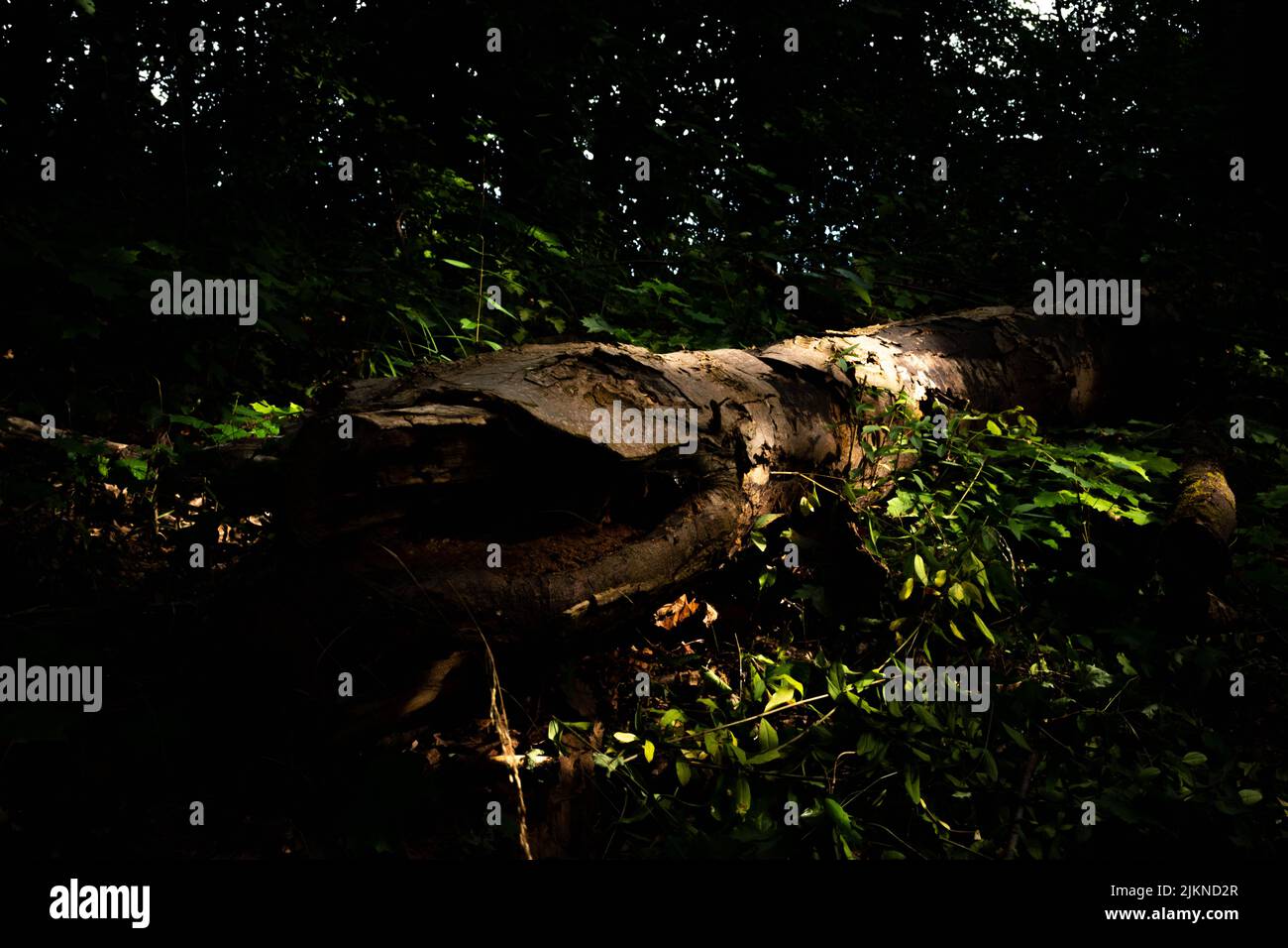 An old broken tree in a dense forest Stock Photo - Alamy
