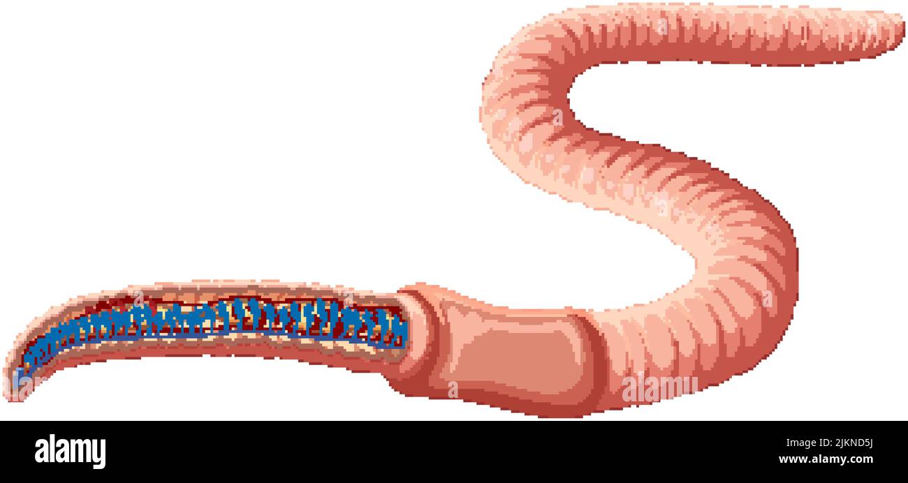 Worm earthworm anatomy Stock Vector Images - Alamy