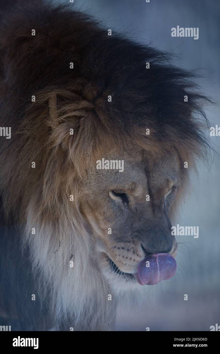 Chile zoo safari lion hi-res stock photography and images - Alamy