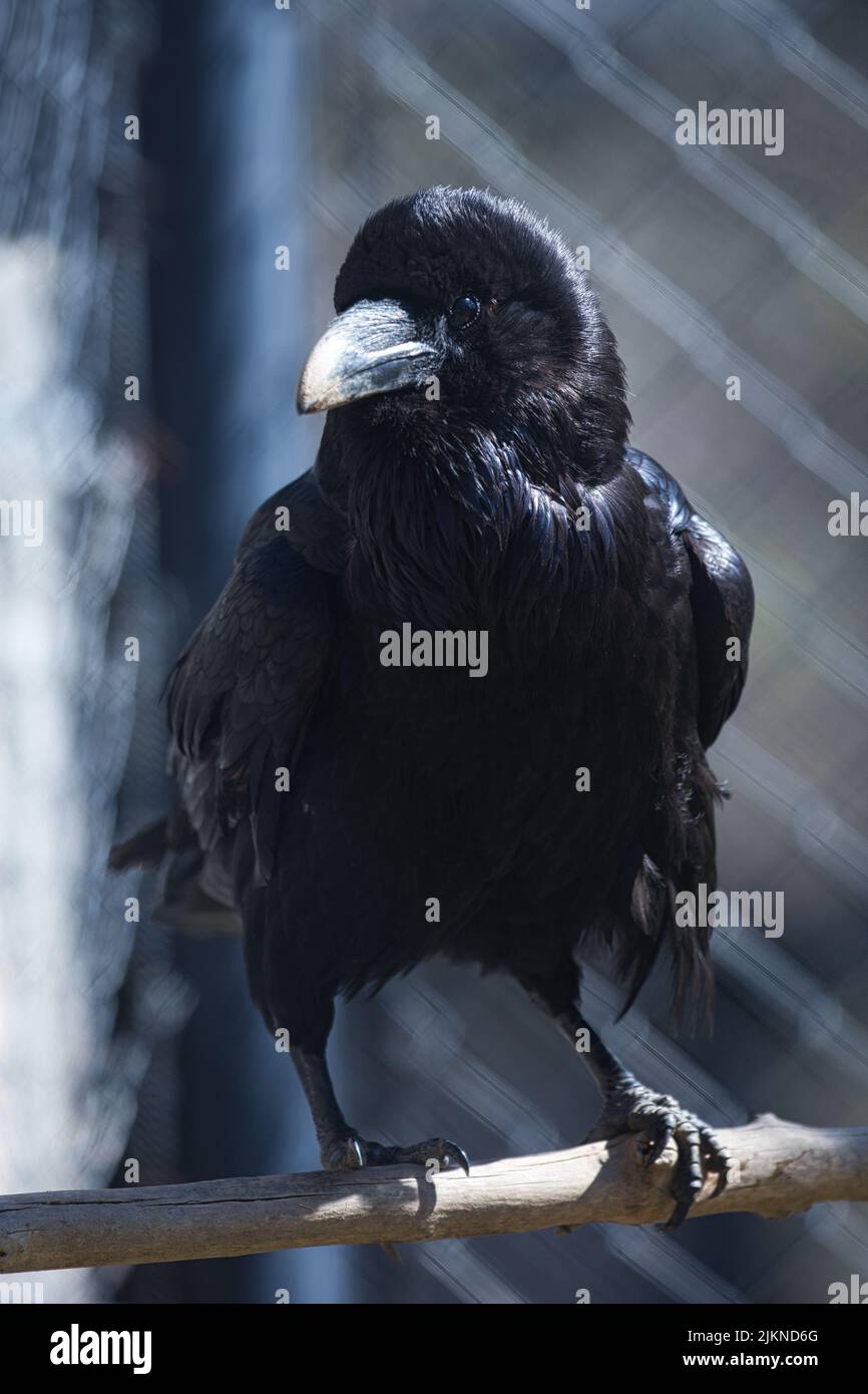 A closeup portrait of a raven on a branch Stock Photo - Alamy