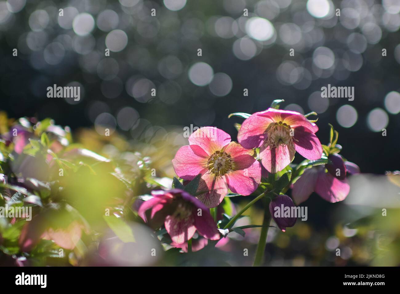 Beautiful spring flowers summer sun hi-res stock photography and images ...
