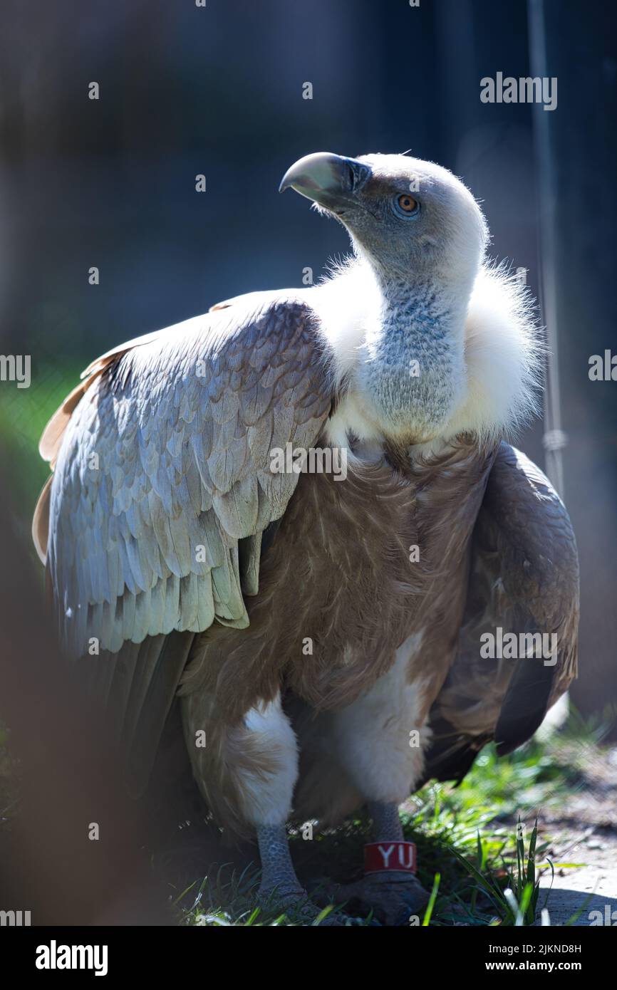 Bird fauna animals portrait hi-res stock photography and images - Alamy