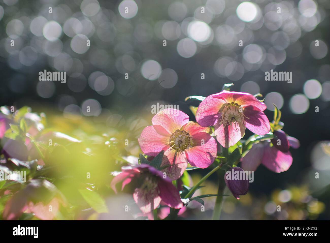 Pink flowers sun light hi-res stock photography and images - Alamy