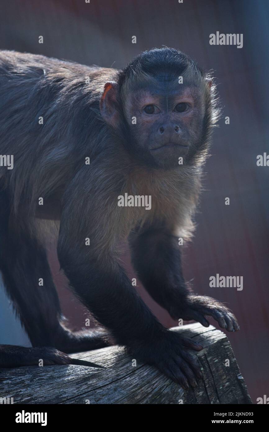 Monkey look at sky hi-res stock photography and images - Alamy