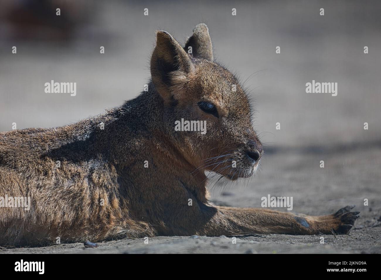 A closeup portrait of Patagonian mara (Dolichotis patagonum), also ...