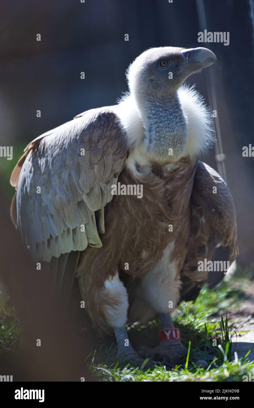 A vertical portrait of a griffon vulture bird Stock Photo - Alamy