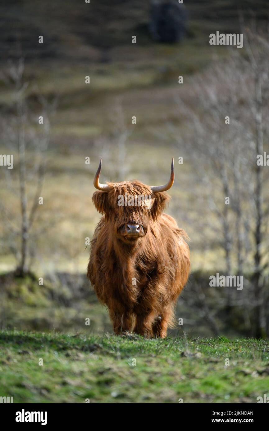 A golden highland cow (heiland coo) in Glen Nevis, Fort William ...