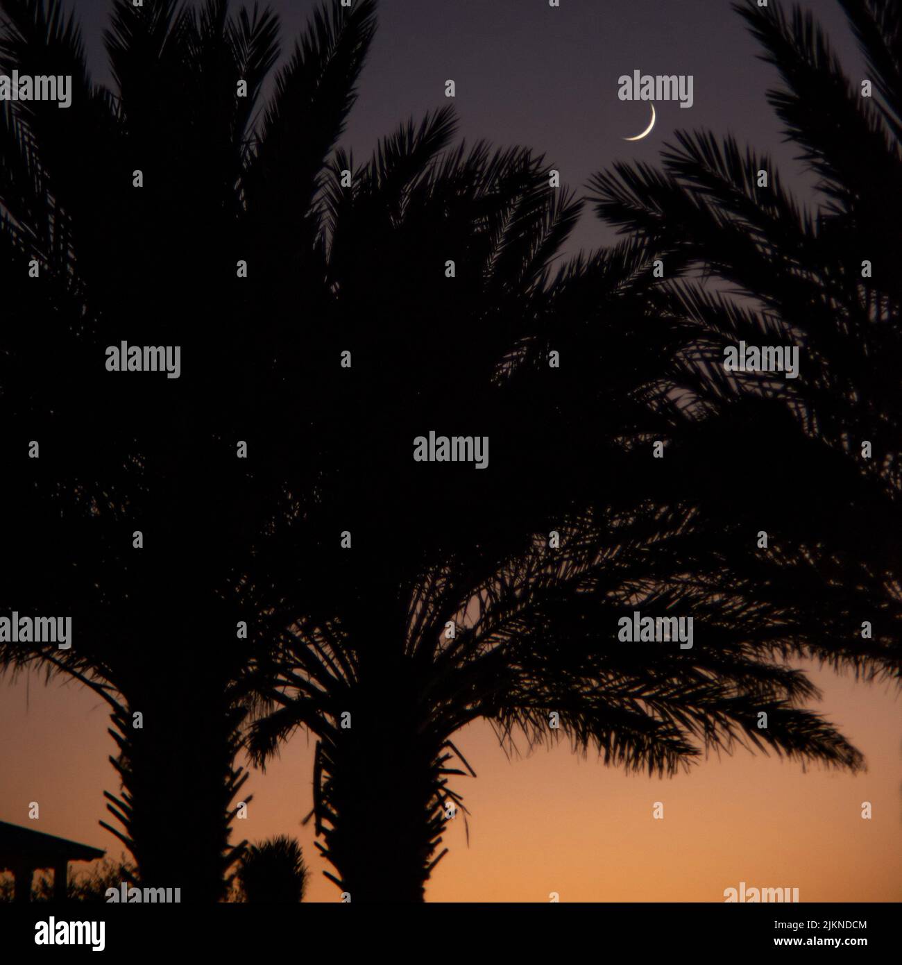 A silhouette shot of palm trees with the crescent phase of the moon in ...
