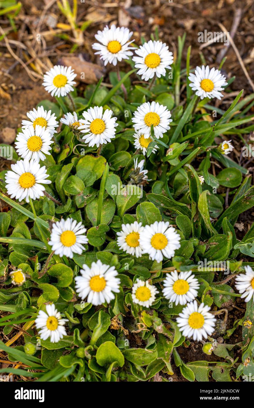 Macro shot white daisies in hi-res stock photography and images - Alamy