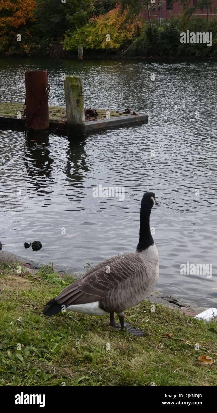 A vertical shot of a goose on the body of the Kiel river Stock Photo ...