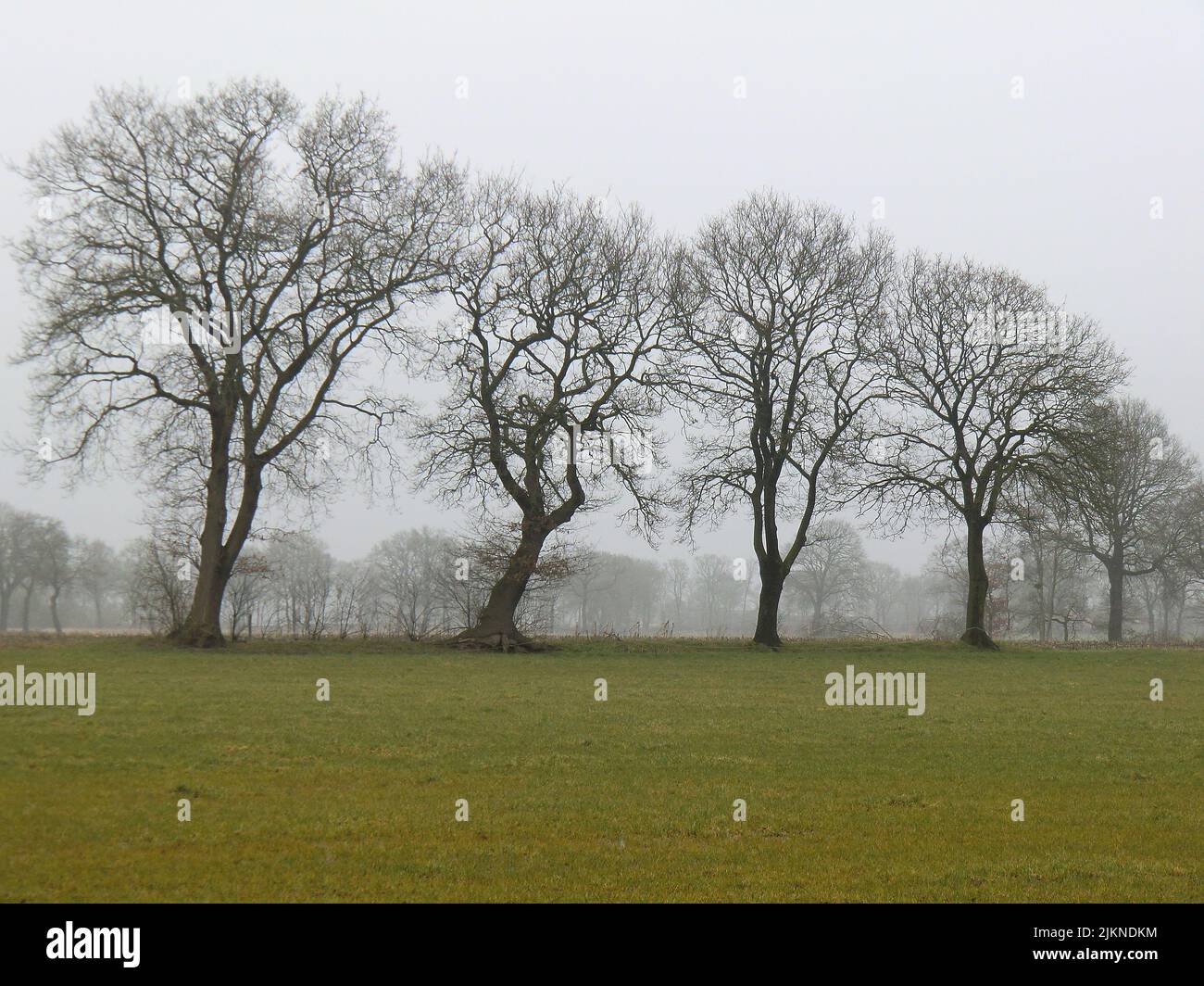perfekt shot of silhouettes of trees and tree group in a misty foggy ...