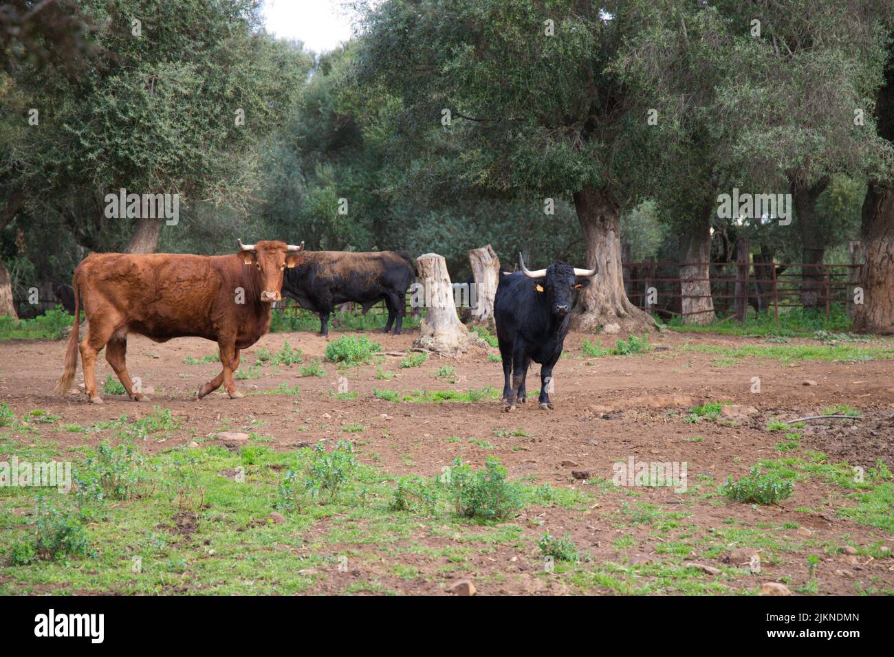 group of black bulls in the countryside of spain. The bull is art and ...