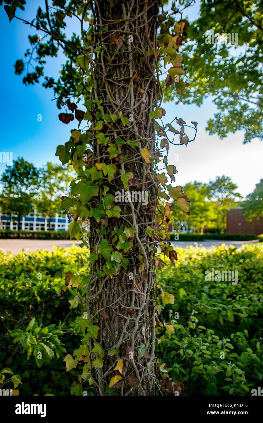 Ivy tree garden hi-res stock photography and images - Alamy