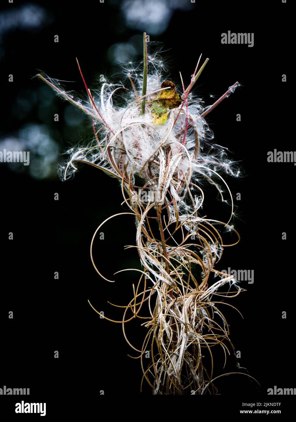 A shallow focus shot of white fireweed plants on black background with ...