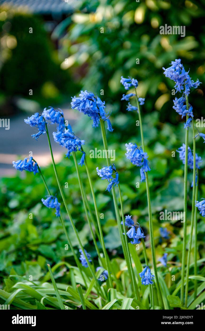 A closeup shot of common bluebell flowers in the garden on a sunny day ...