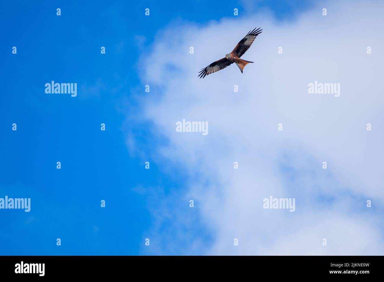 A photo of an eagle soaring high in the sky Stock Photo - Alamy
