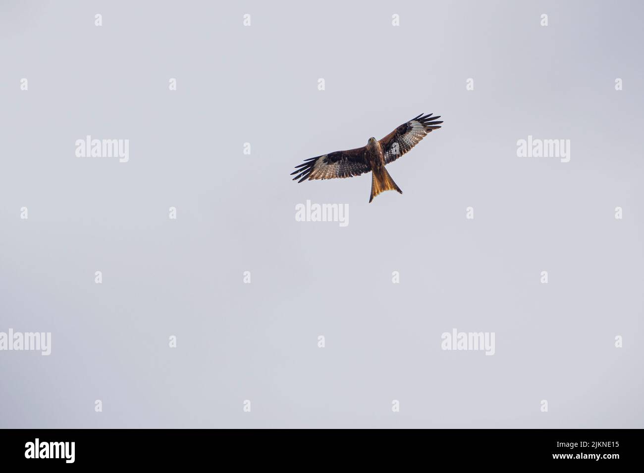 A photo of an eagle soaring high in the sky Stock Photo - Alamy