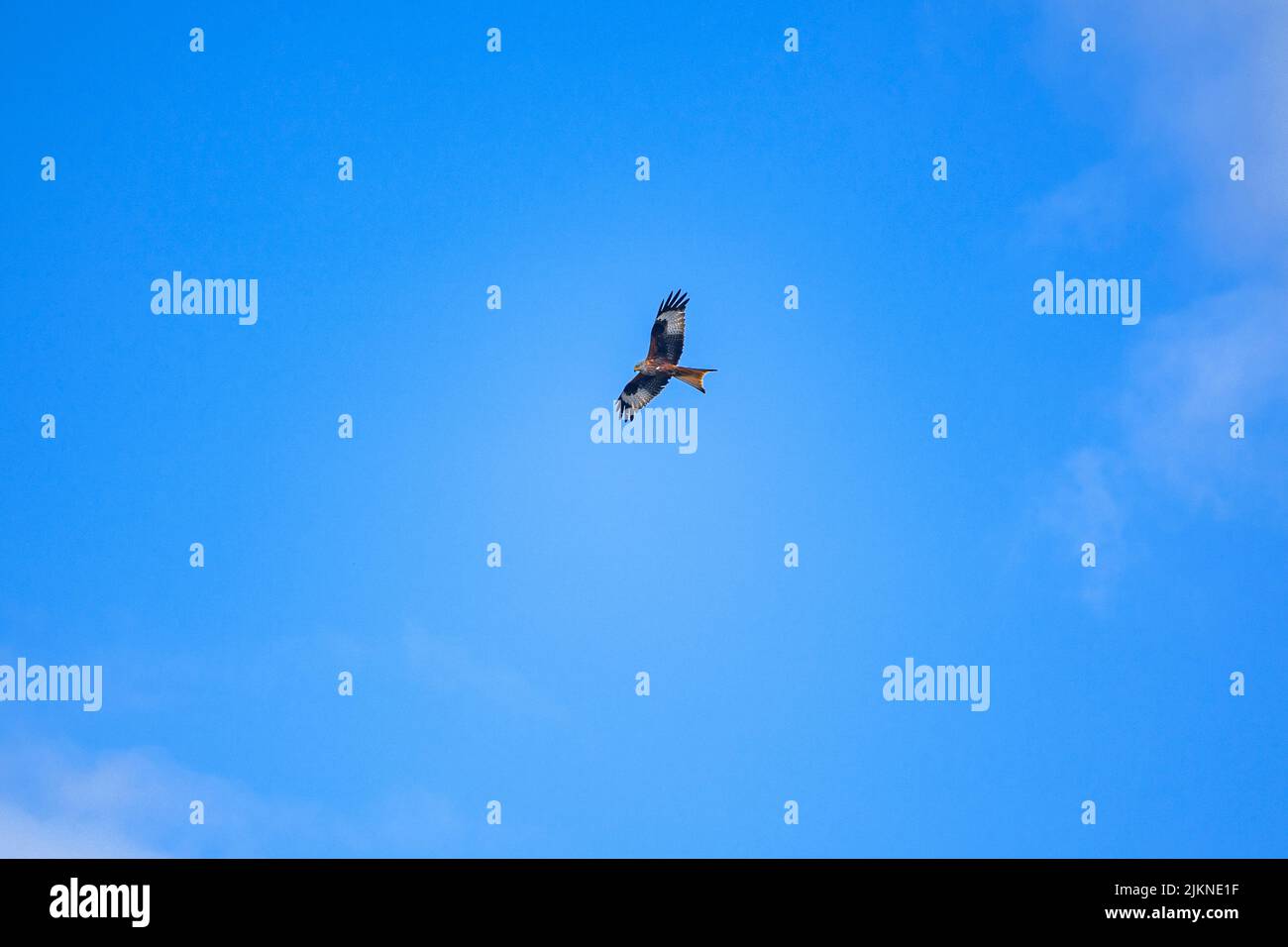 A photo of an eagle soaring high in the sky Stock Photo - Alamy