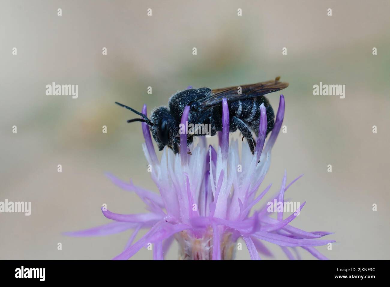 Closeup on a small dark cuckoo bee, Stelis simillima , which parasites ...