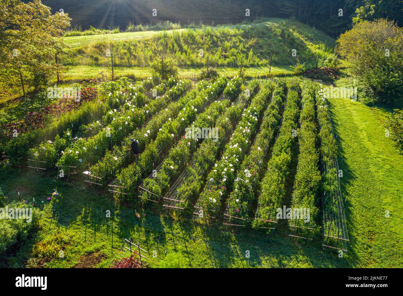 An aerial view of a farm with plants and green leaved trees in bright ...