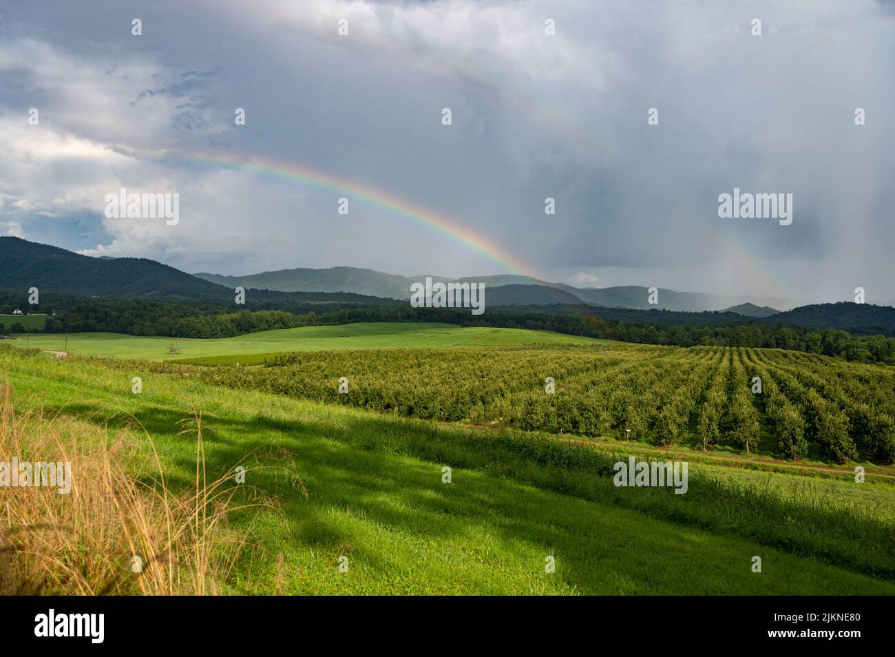 An aerial view of a farm with plants and green leaved trees with ...