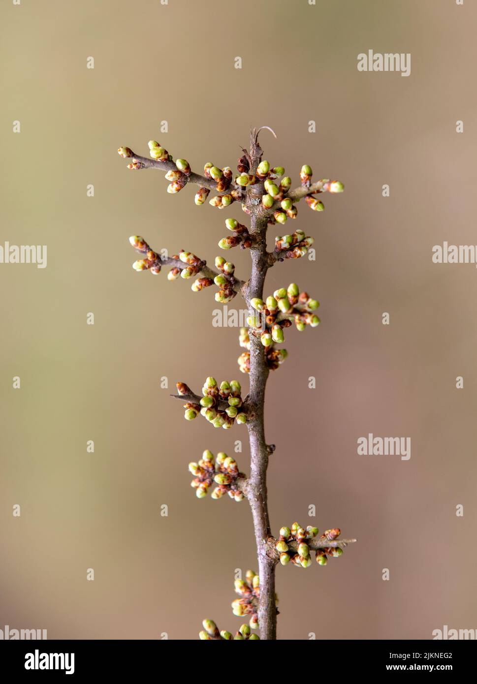 a close-up with buds of Prunus spinosa on a twig Stock Photo - Alamy