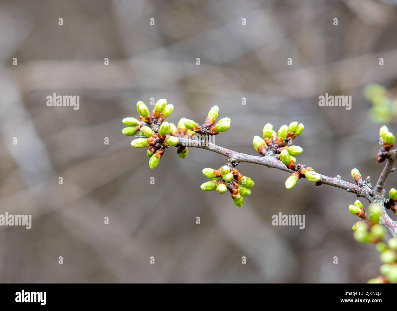 a close-up with many buds of Prunus spinosa on a twig Stock Photo - Alamy