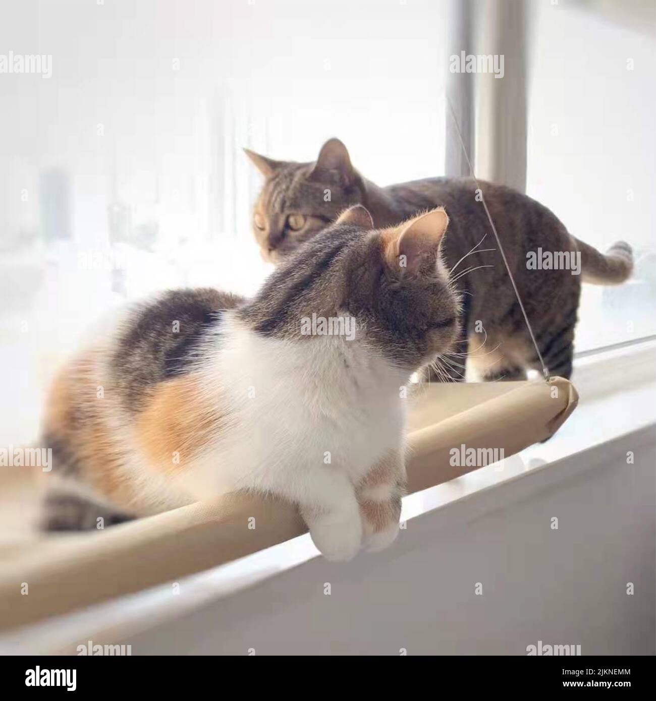 The cute cats playing by the window Stock Photo - Alamy
