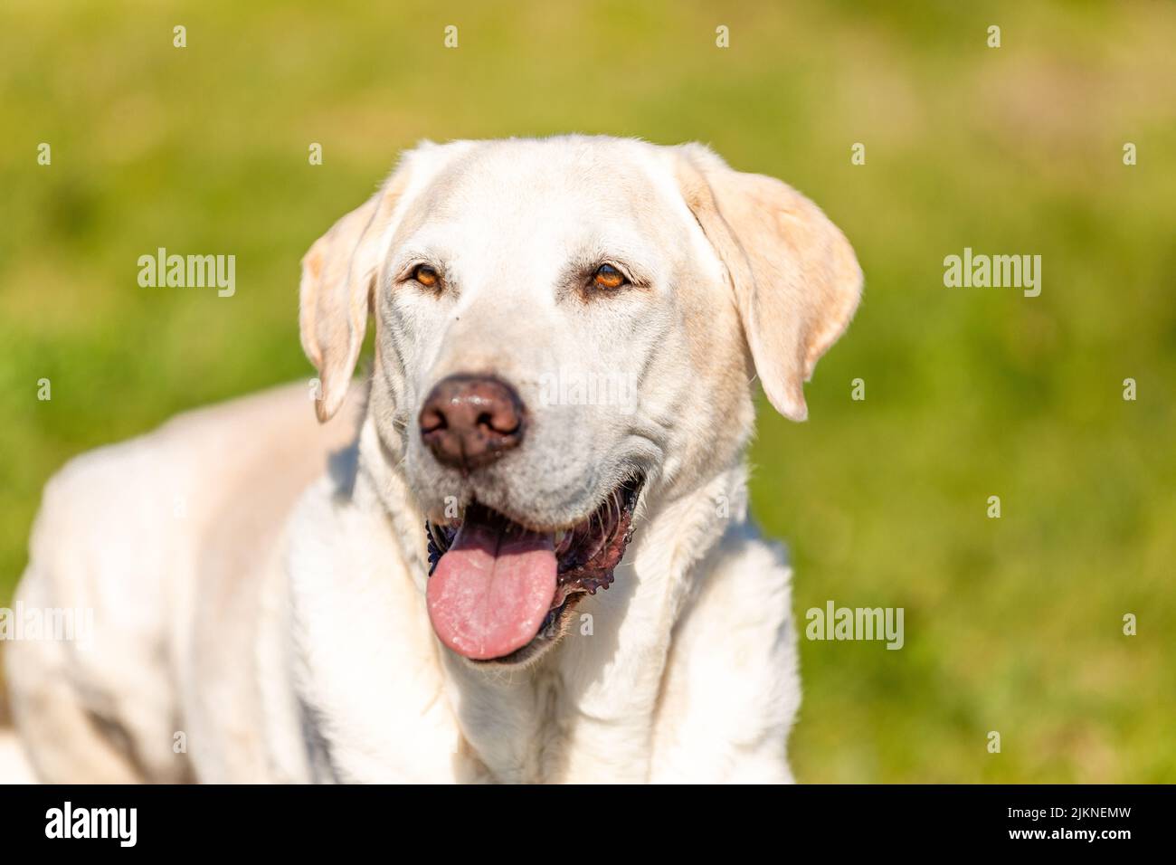 Labrador is lying on wood with green grass background Stock Photo - Alamy