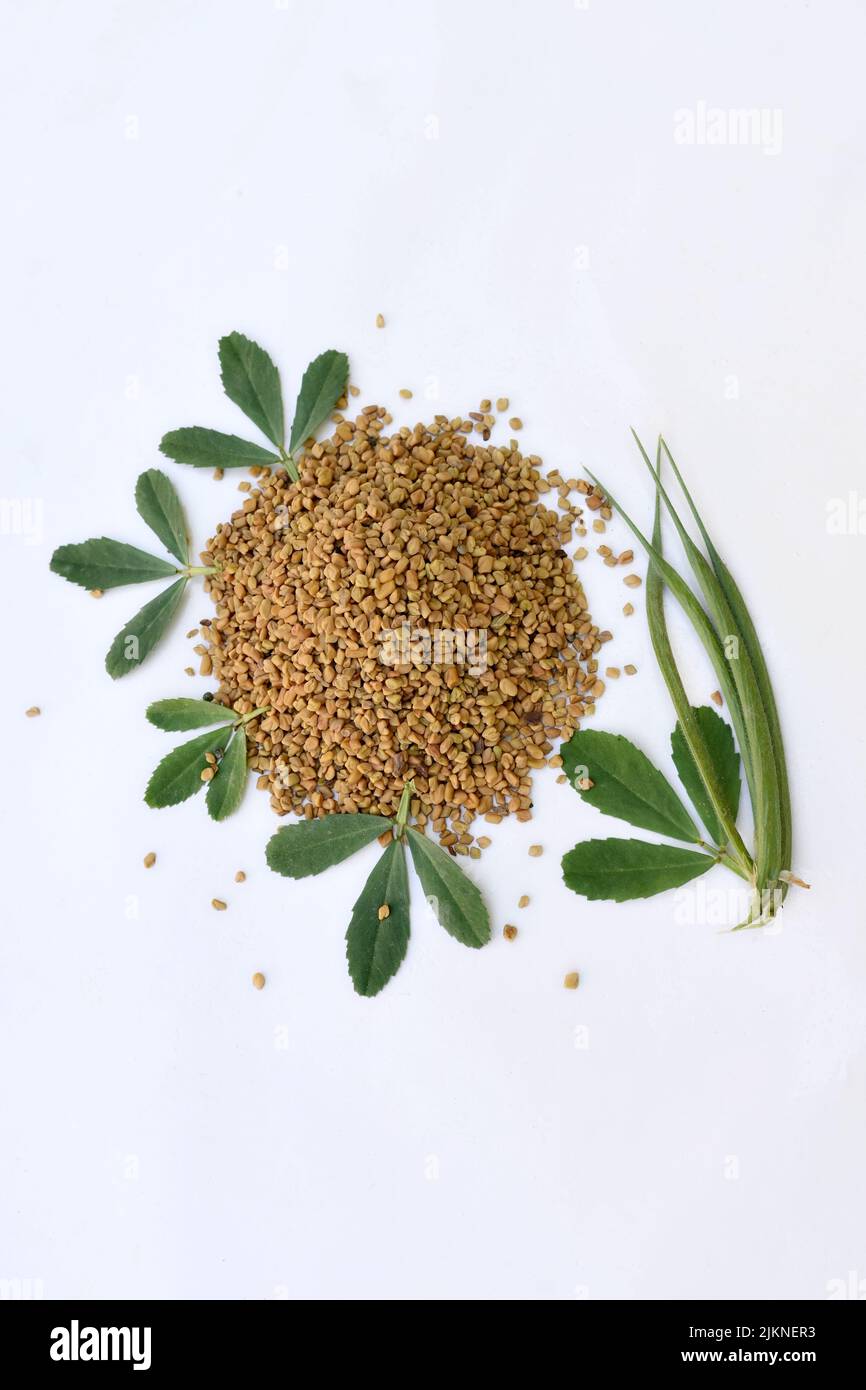 closeup the bunch yellow brown greek seeds with green greek leaves ...