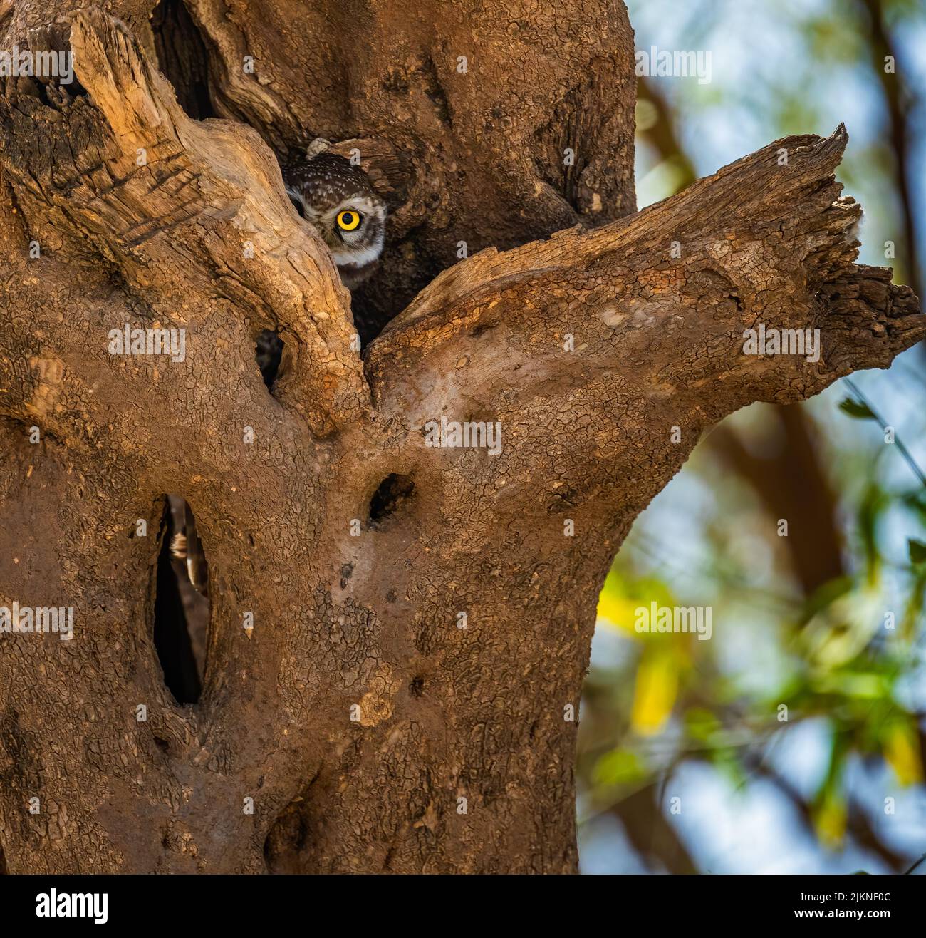 A spotted Owl hidden in its nest Stock Photo - Alamy