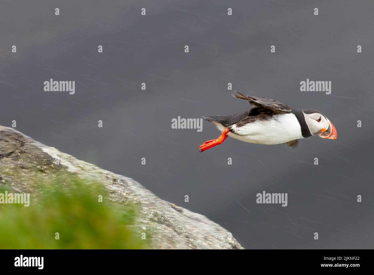 A beautiful shot of an Atlantic puffin jumping into flight during ...