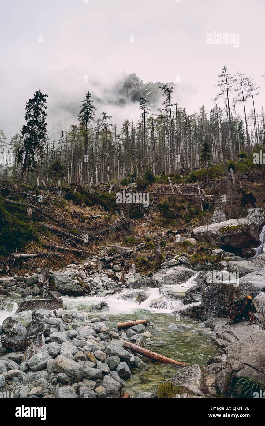 A vertical shot of smoke coming out from the forest against cloudy sky ...